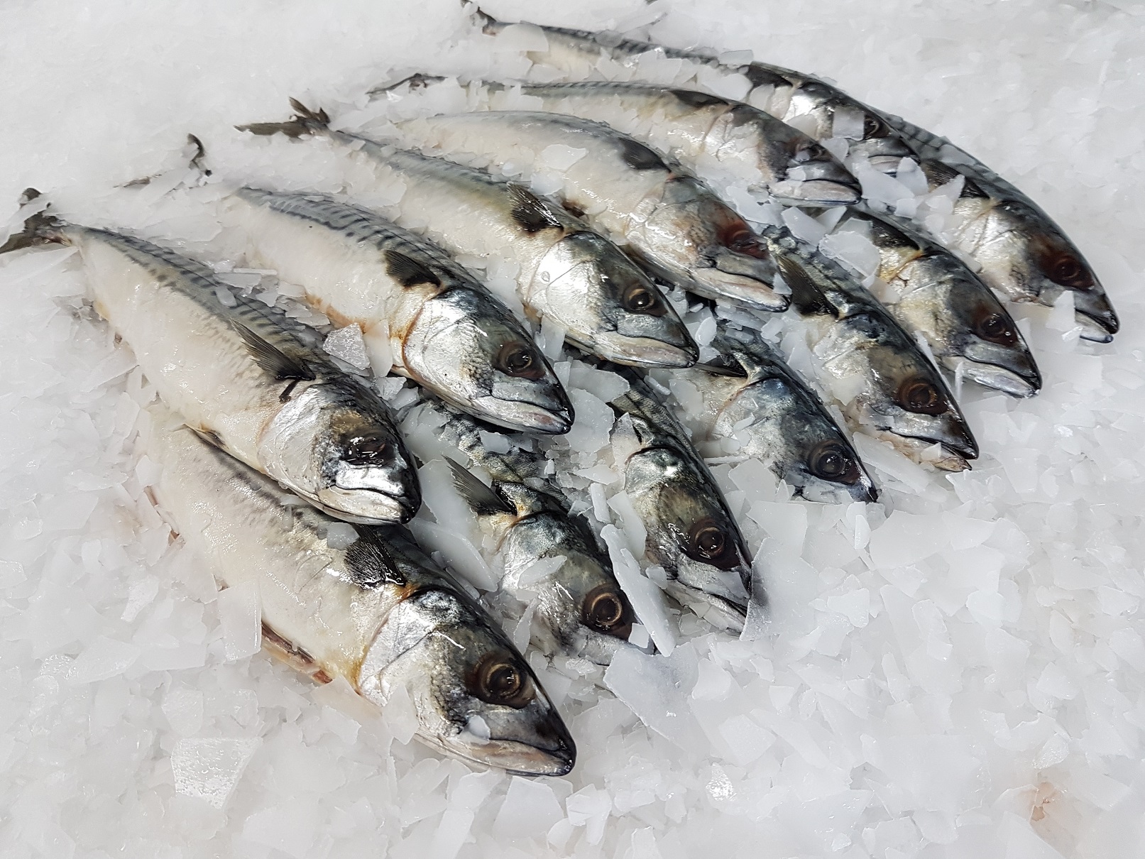 2,5 Kilo verse makreel om zelf te roken