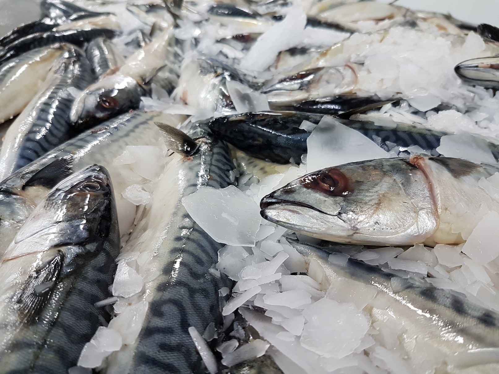 2,5 Kilo verse makreel om zelf te roken