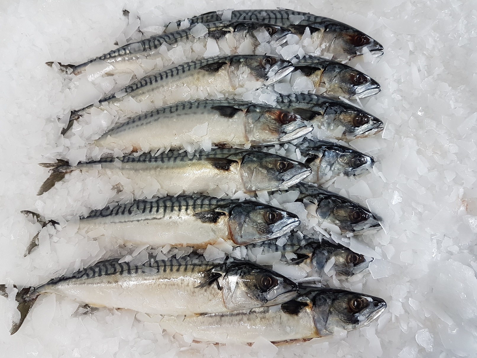 5 Kilo verse makreel om zelf te roken