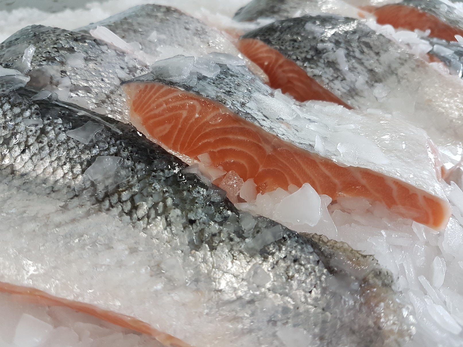 1 Kilo verse zalmmoten met vel