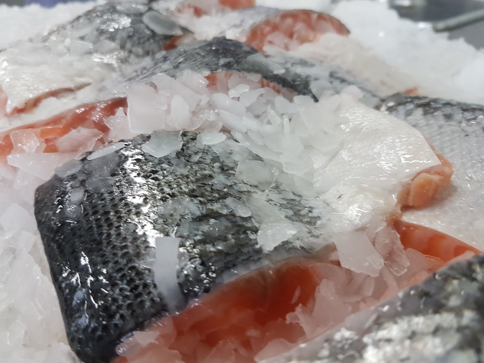 1 Kilo verse zalmmoten met vel