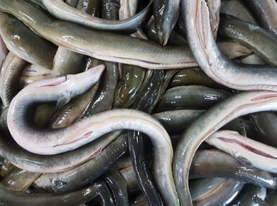 Verse en gerookte paling online kopen | Palingonline.nl