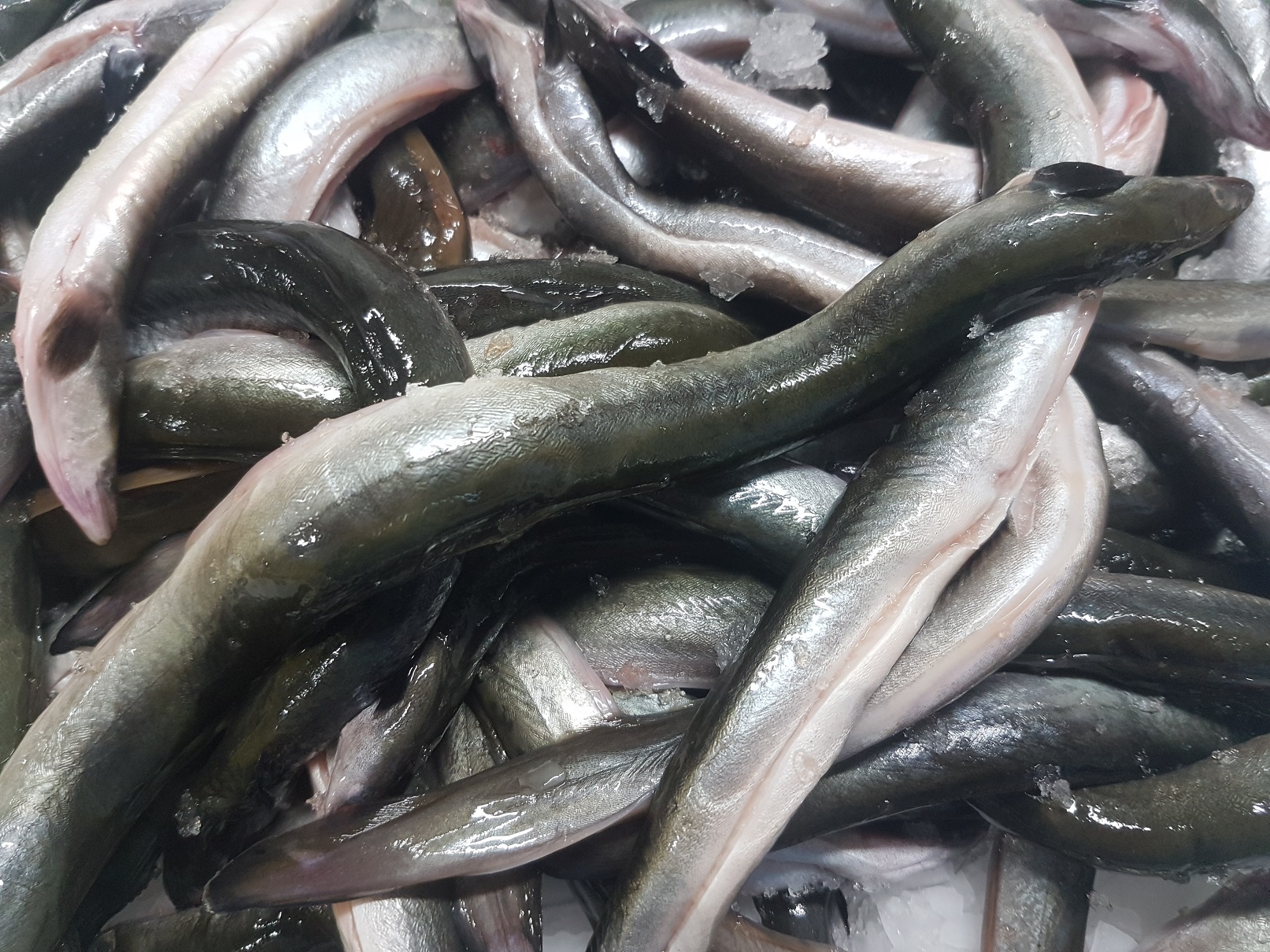 2,5 kilo verse Ierse schier paling (wildvang) Diepvries